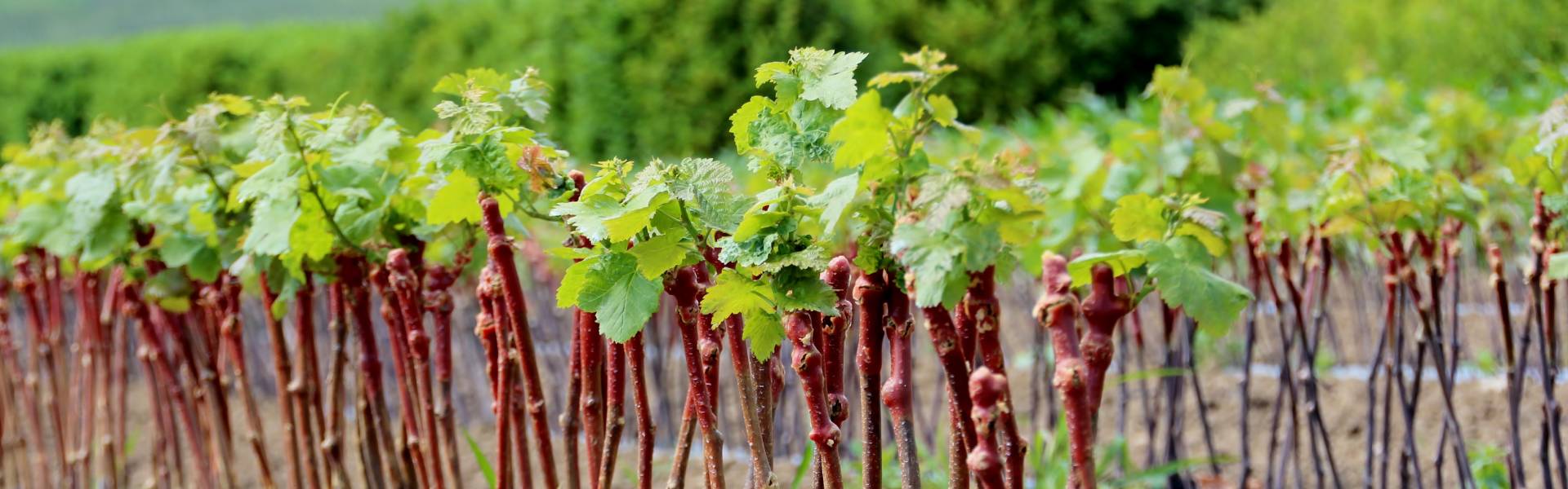 Best Grafting Wax: Top Types, Sealants & Fruit Tree Options - SER Wax ...